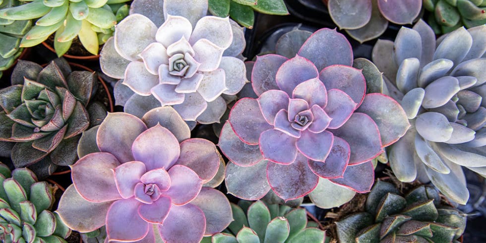 Growing and Caring for Succulents | Pine Hills Nursery