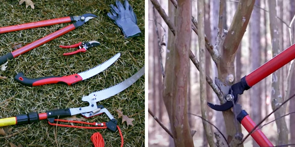 How to Prune and Care for a Crape Myrtle | Pine Hills Nursery | Blog