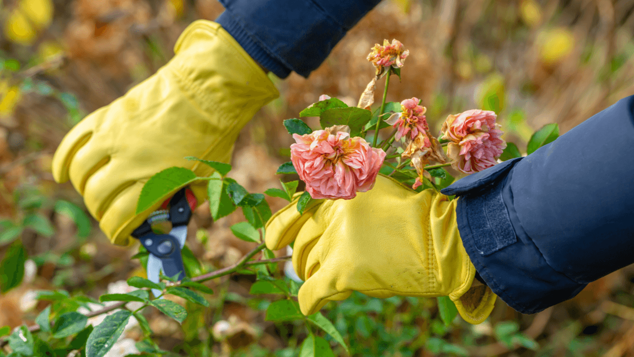 Your Fall Garden Clean-up Guide! | Pine Hills Nursery | Blog